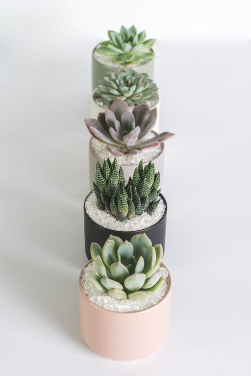 Bring Nature into Your Home with Potted Succulents – Succulent Bar