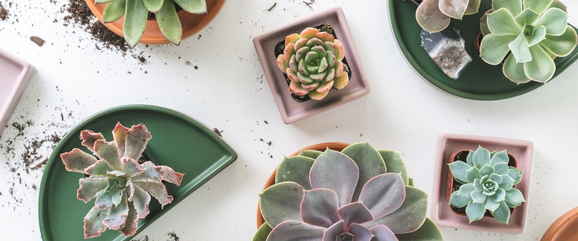 Bulk Gifting – Succulent Bar