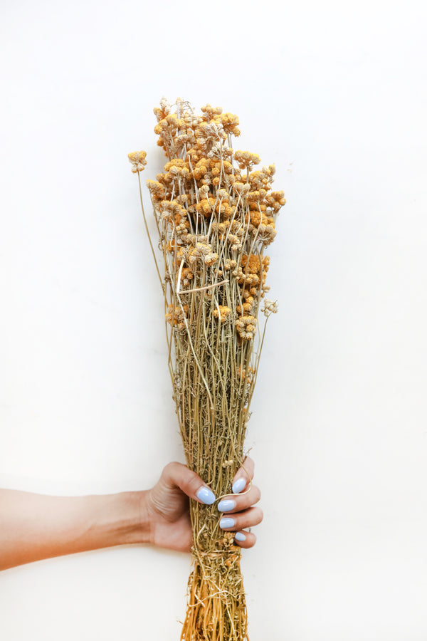 Dried Floral Stems – Succulent Bar