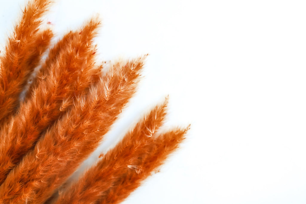 Burnt Orange Skinny Pampas Grass – Succulent Bar