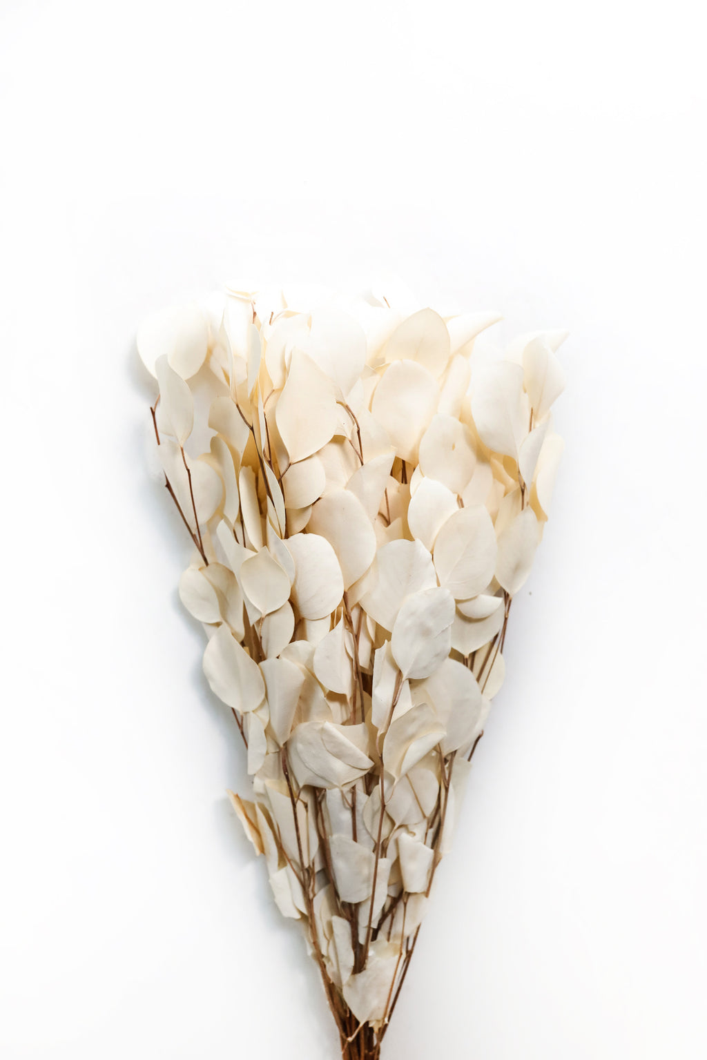 Bleached Silver Dollar Eucalyptus – Succulent Bar