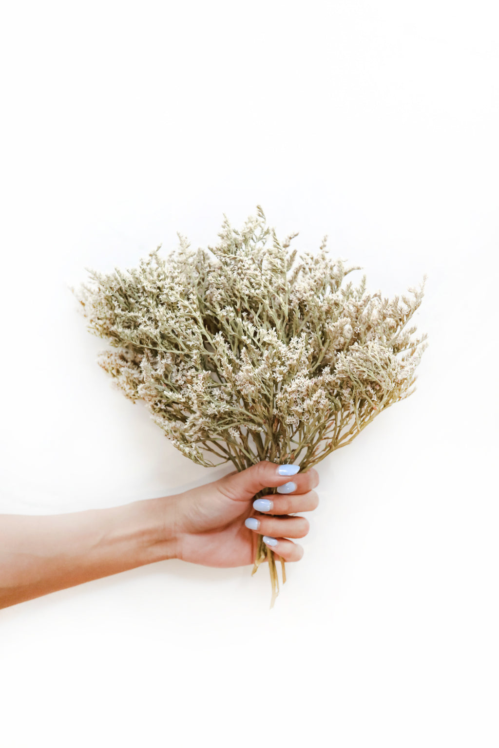 German Statice – Succulent Bar