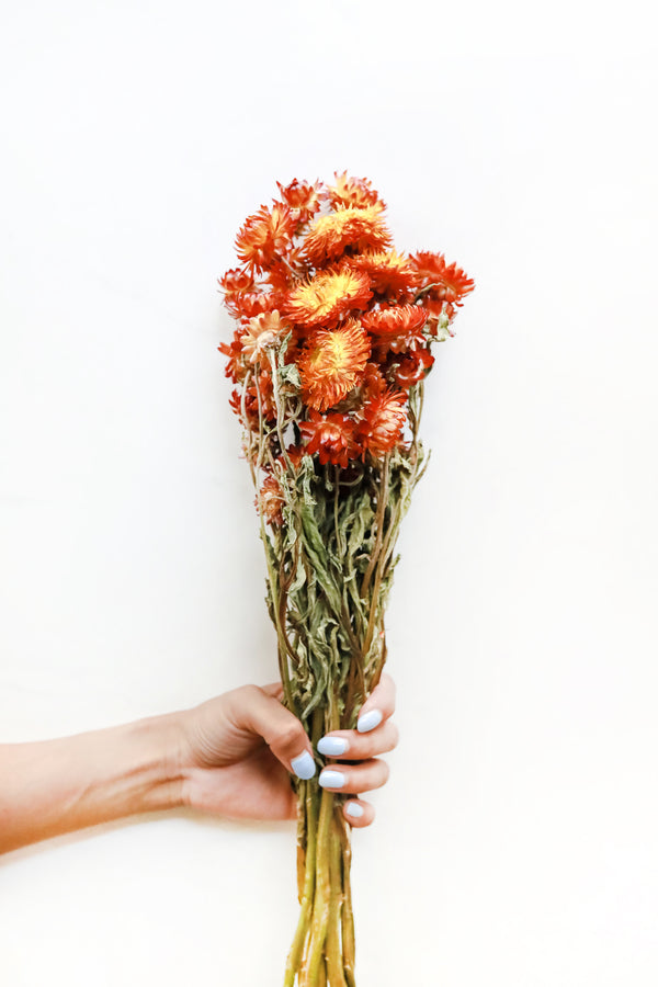 Dried Floral Stems – Succulent Bar