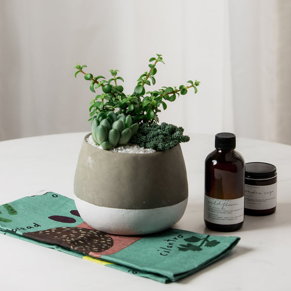 Vibrant and Beautiful Succulent Arrangements - Shop Now! – Succulent Bar