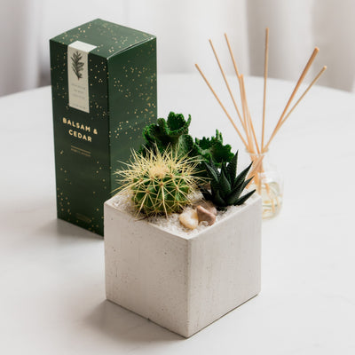 Vibrant and Beautiful Succulent Arrangements - Shop Now! – Succulent Bar