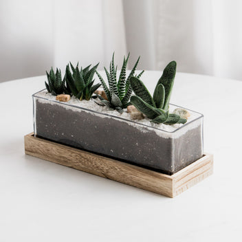Birthday – Succulent Bar