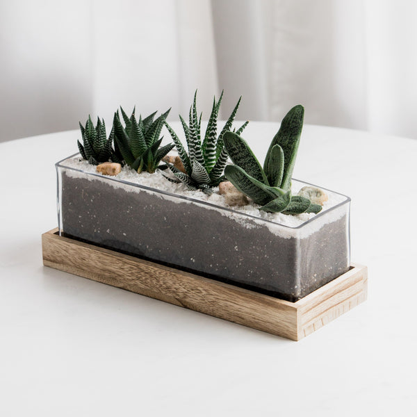 Vibrant and Beautiful Succulent Arrangements - Shop Now! – Succulent Bar