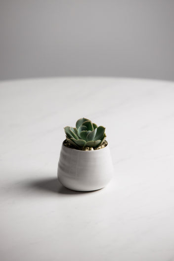 Bring Nature into Your Home with Potted Succulents – Succulent Bar