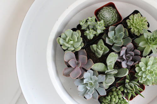 Bring Nature into Your Home with Potted Succulents – Succulent Bar
