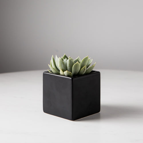 Bring Nature into Your Home with Potted Succulents – Succulent Bar