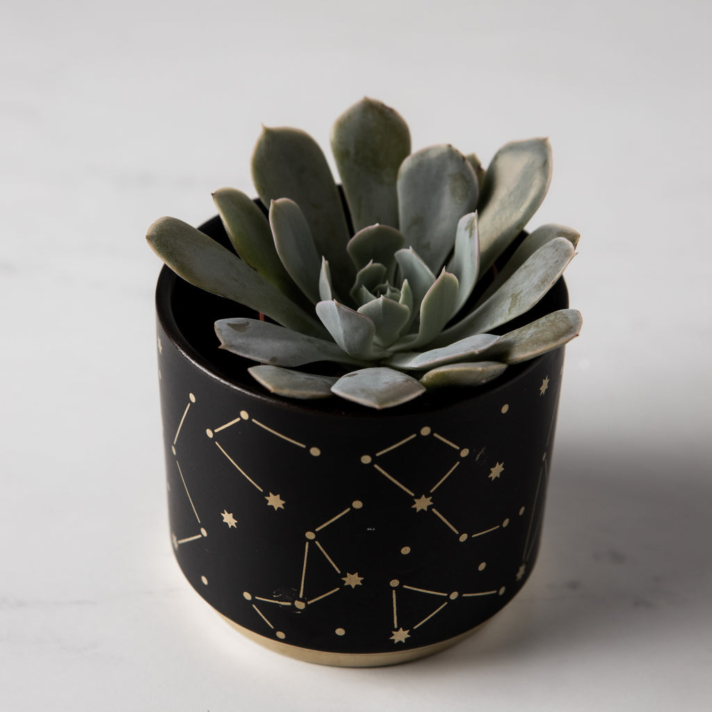 Universe Pot – Succulent Bar
