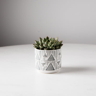 Bring Nature into Your Home with Potted Succulents – Succulent Bar