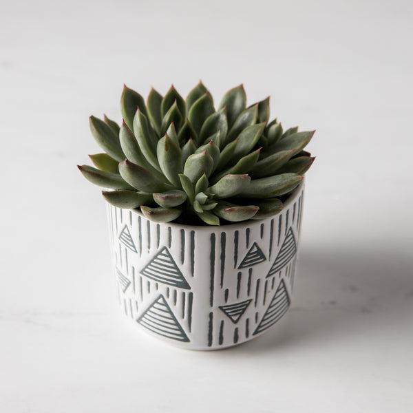 Bring Nature into Your Home with Potted Succulents – Succulent Bar