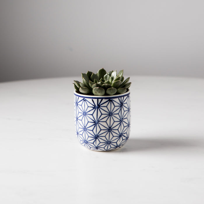 Succulent Bar