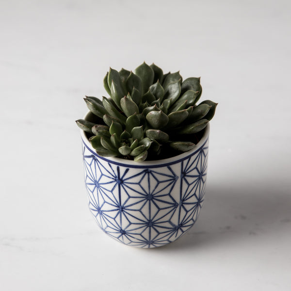 Bring Nature into Your Home with Potted Succulents – Succulent Bar