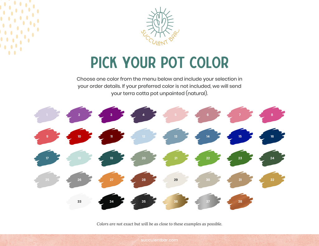 Woo Hoo Gift Box – Succulent Bar