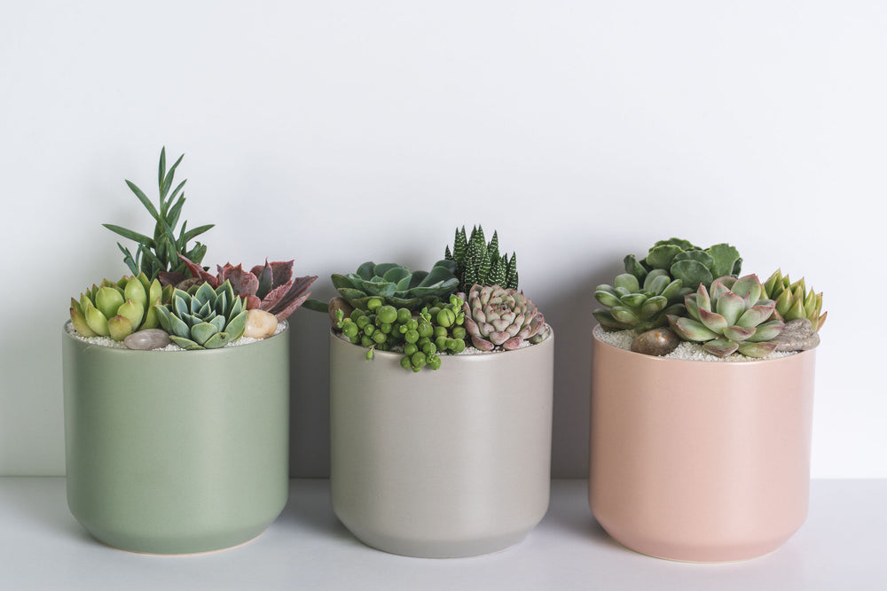 Contemporary Ceramic Arrangement – Succulent Bar