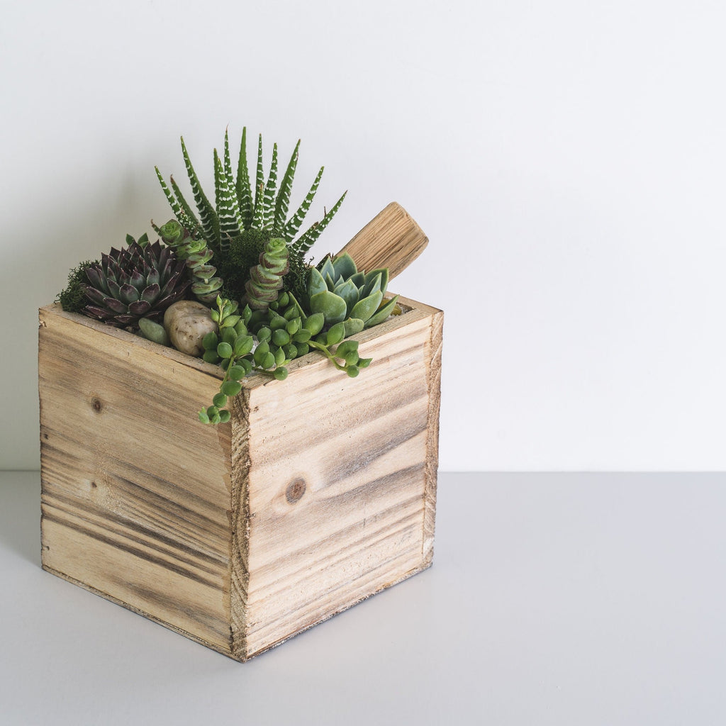 Woodland Box Arrangement – Succulent Bar