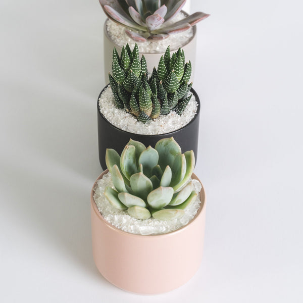 Bring Nature into Your Home with Potted Succulents – Succulent Bar