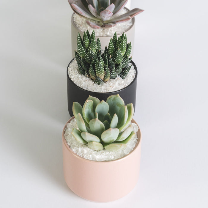 Succulent Bar