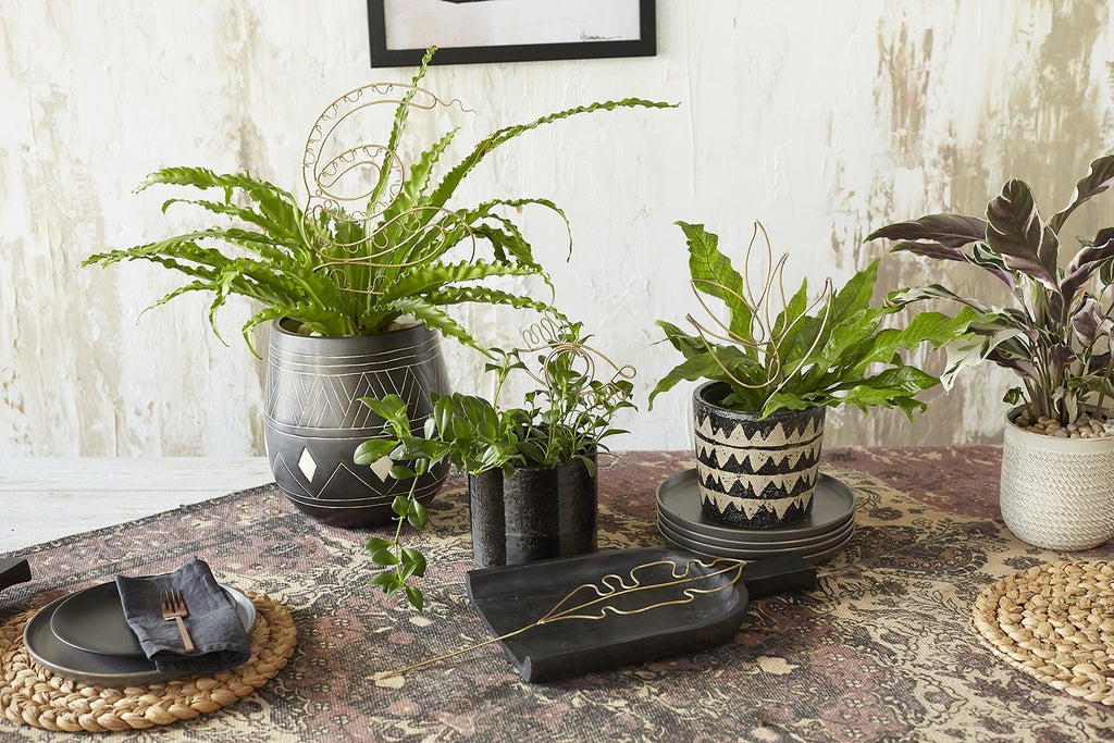 Eden Eye Plant Pick – Succulent Bar