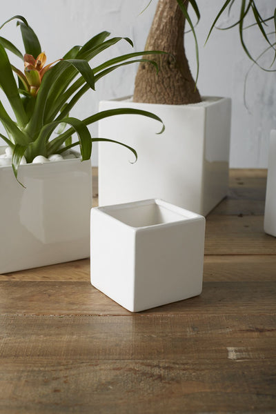 Bring Nature into Your Home with Potted Succulents – Succulent Bar